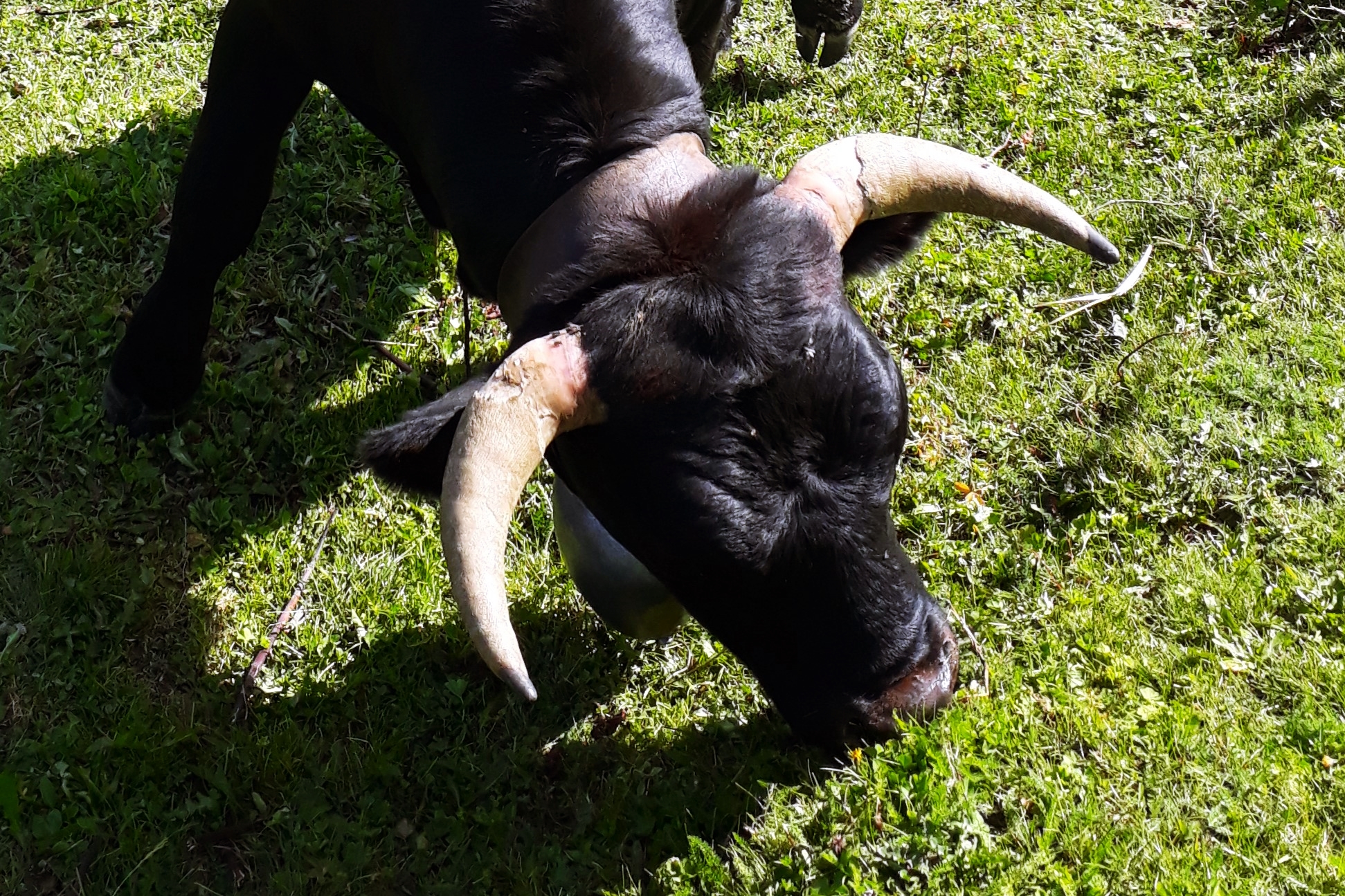 Auf Krawall gebürstet: Eringer Kampfkühe im Wallis | Swiss Finest